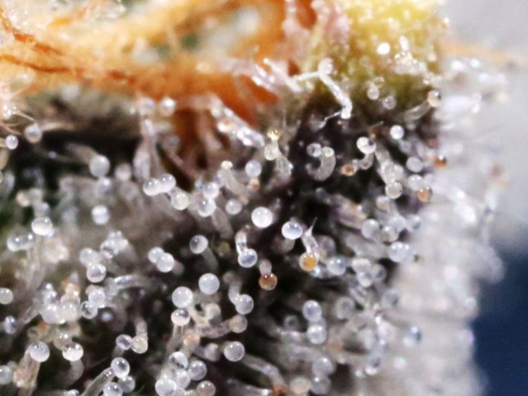 Les trichomes